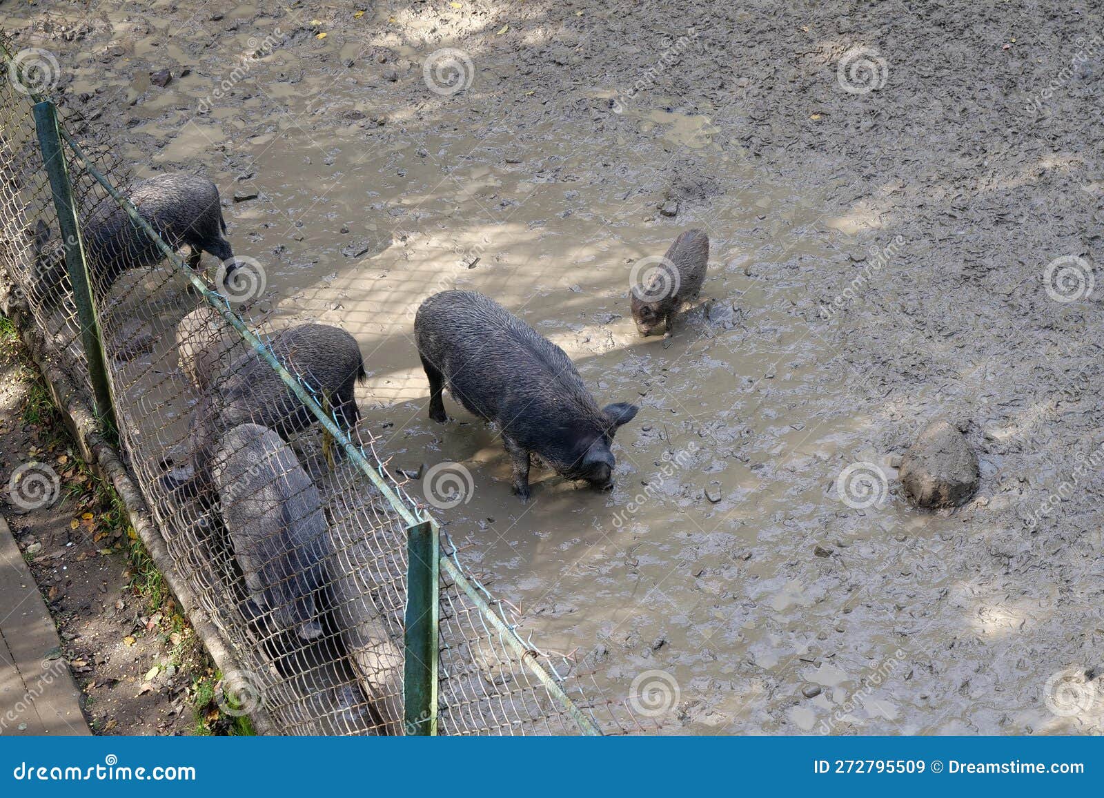 Wild Boars in an Enclosure in Zoo Stock Image - Image of natural ...