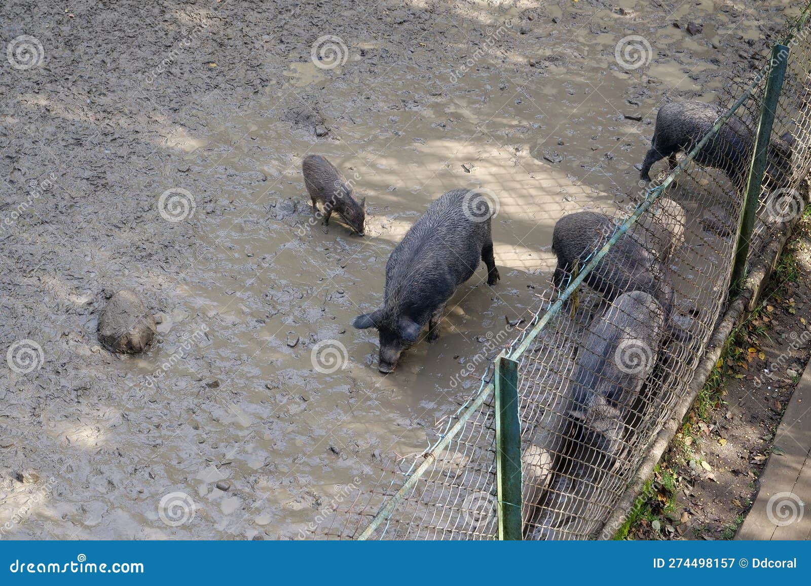 Wild Boars in an Enclosure in Zoo Stock Image - Image of life, natural ...