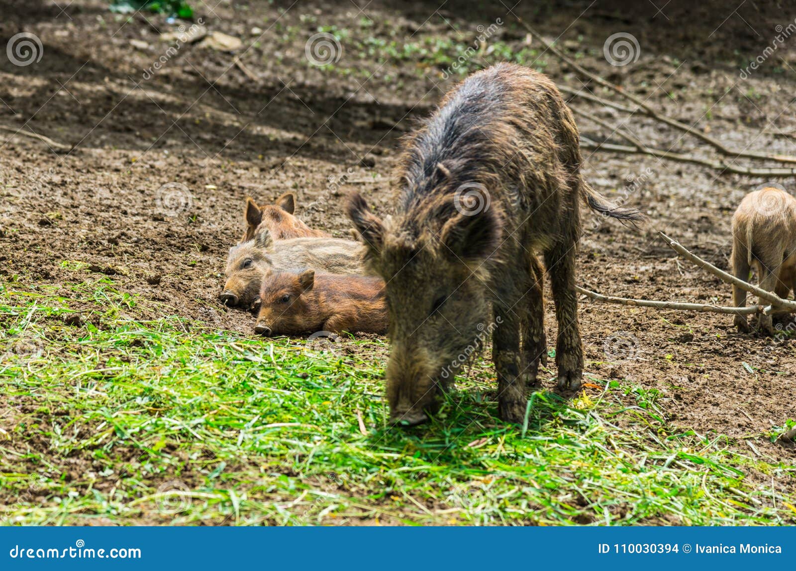 Wild boars in the forest stock photo. Image of nature - 110030394