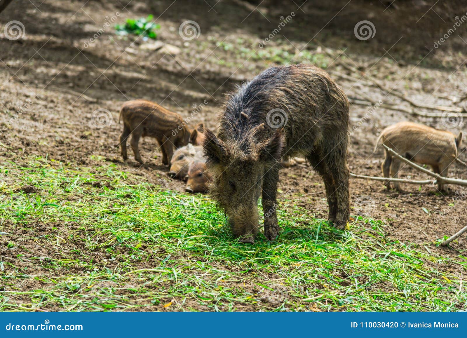 Wild boars in the forest stock photo. Image of boar - 110030420