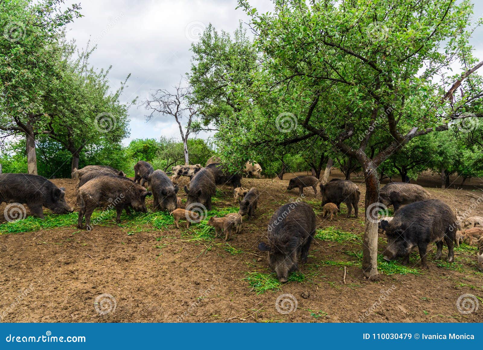 Wild boars in the forest stock image. Image of scrofa - 110030479