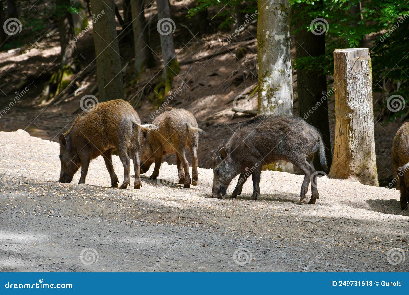 Wild Boars Looking for Food on a Forest Path Stock Photo - Image of ...