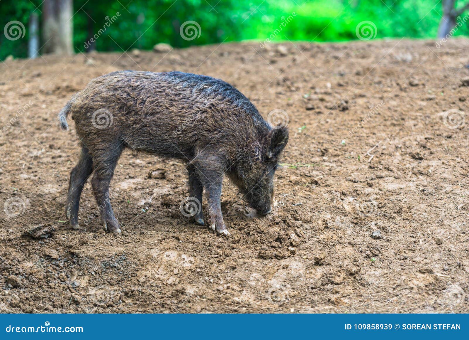 Wild Boar in the Carpathian Mountains, Romania Stock Image - Image of ...