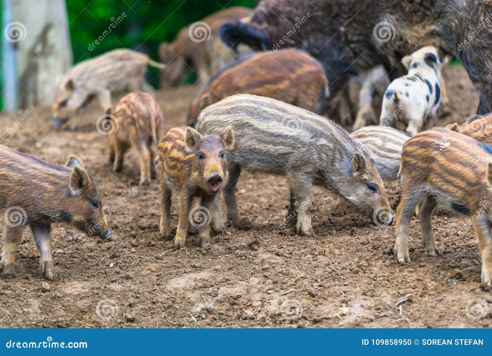 Wild Boar in the Carpathian Mountains, Romania Stock Photo - Image of ...
