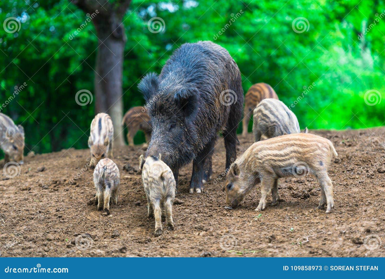 Wild Boar in the Carpathian Mountains, Romania Stock Image - Image of ...