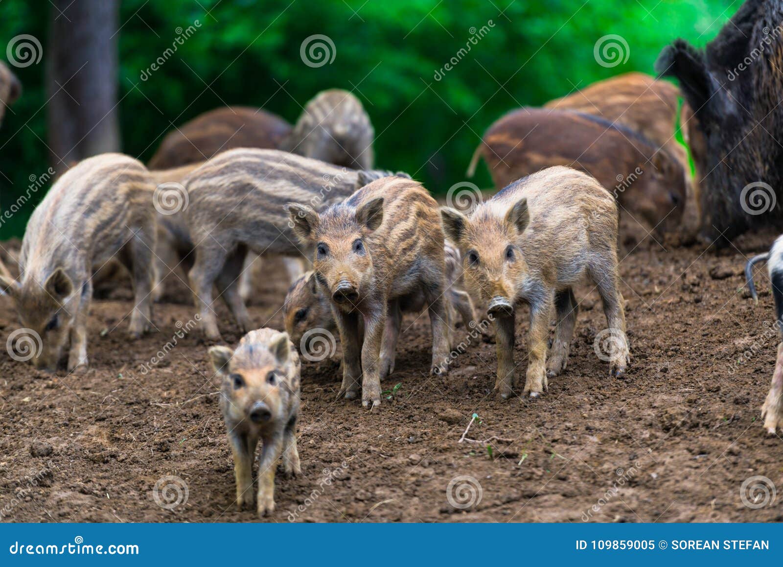Wild Boar in the Carpathian Mountains, Romania Stock Image - Image of ...