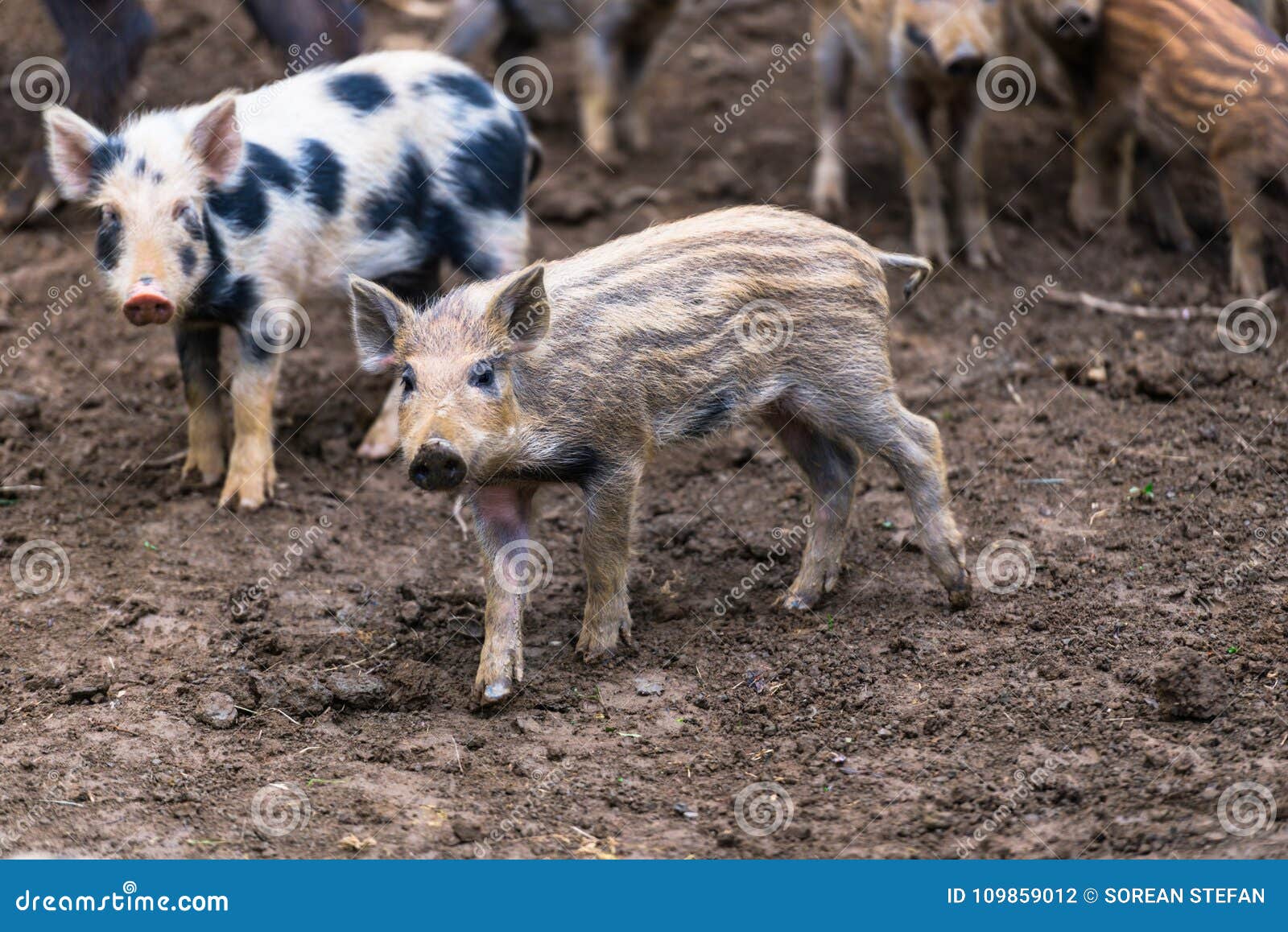 Wild Boar in the Carpathian Mountains, Romania Stock Photo - Image of ...