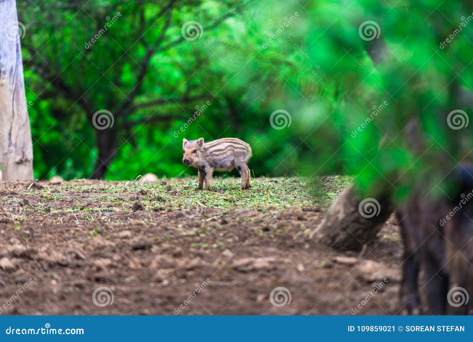 Wild Boar in the Carpathian Mountains, Romania Stock Image - Image of ...