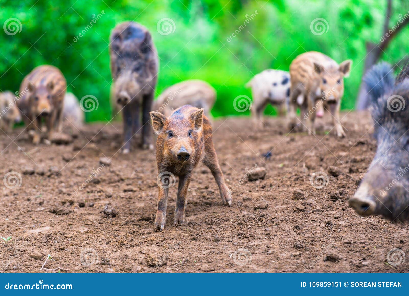 Wild Boar in the Carpathian Mountains, Romania Stock Image - Image of ...