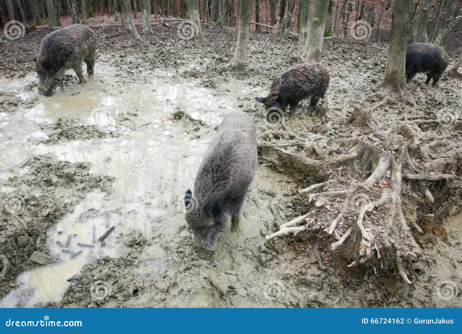 Wild boars in mud stock photo. Image of food, body, dirty - 66724162
