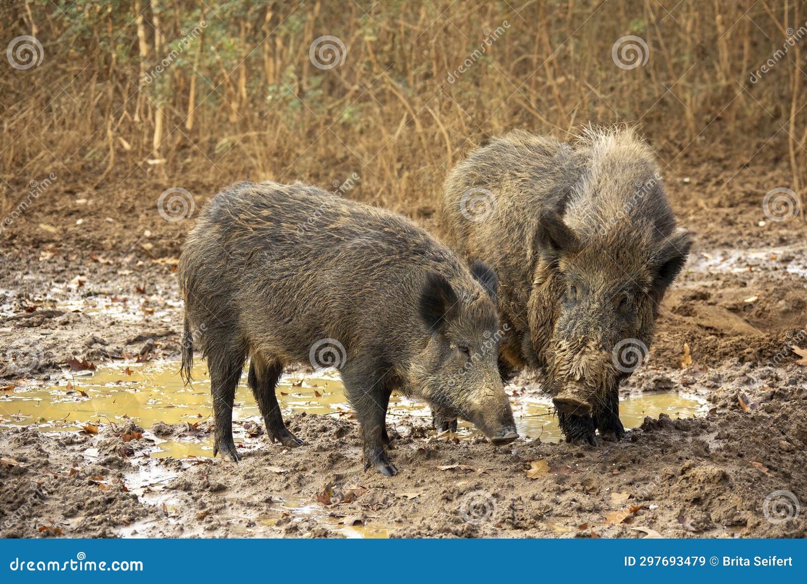 Wild Boars in a Mud Pool in the Forest Stock Image - Image of tusk ...