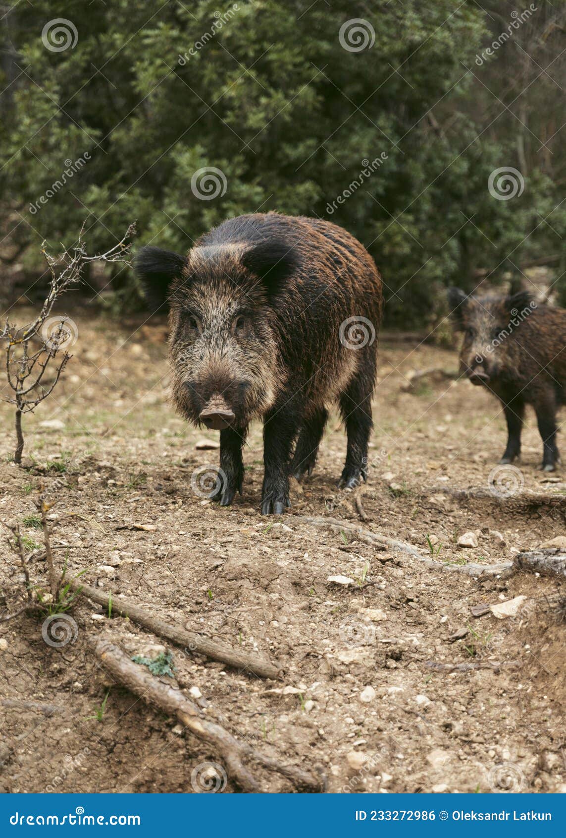 Wild Boars Nature 1. High Quality Photo Stock Photo - Image of view ...