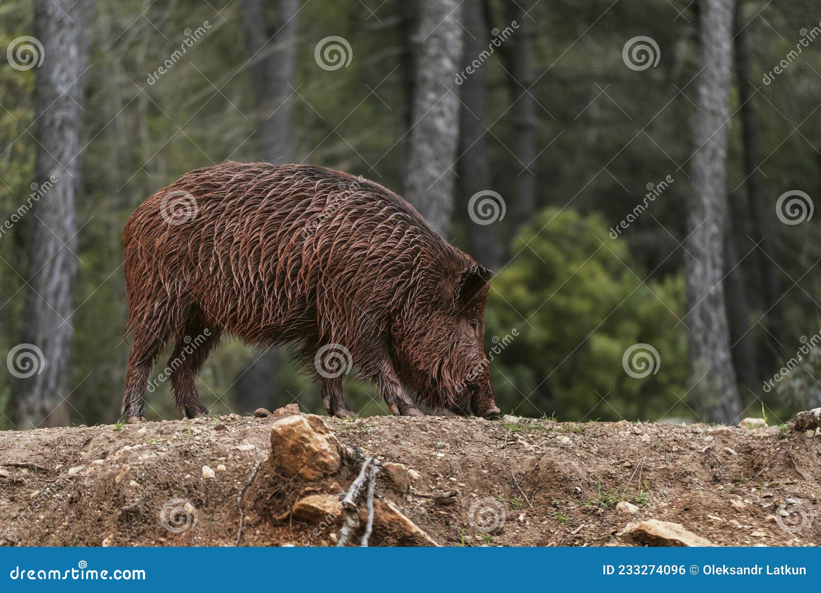 Wild Boars Nature. High Quality Photo Stock Photo - Image of black ...