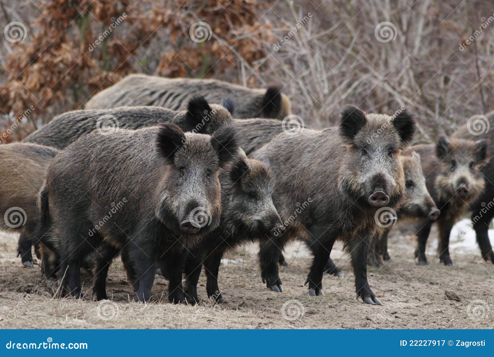 Wild boars on a opening stock image. Image of snout, omnivores - 22227917