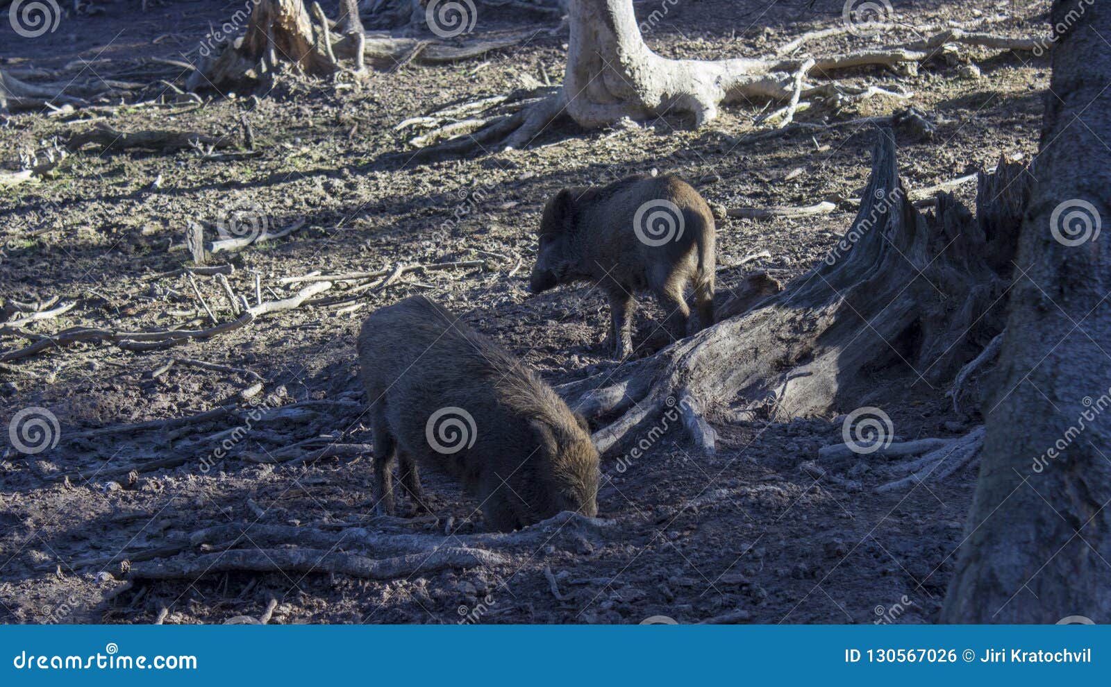 The Wild Boars Root in the Ground in the Woods Stock Photo - Image of ...