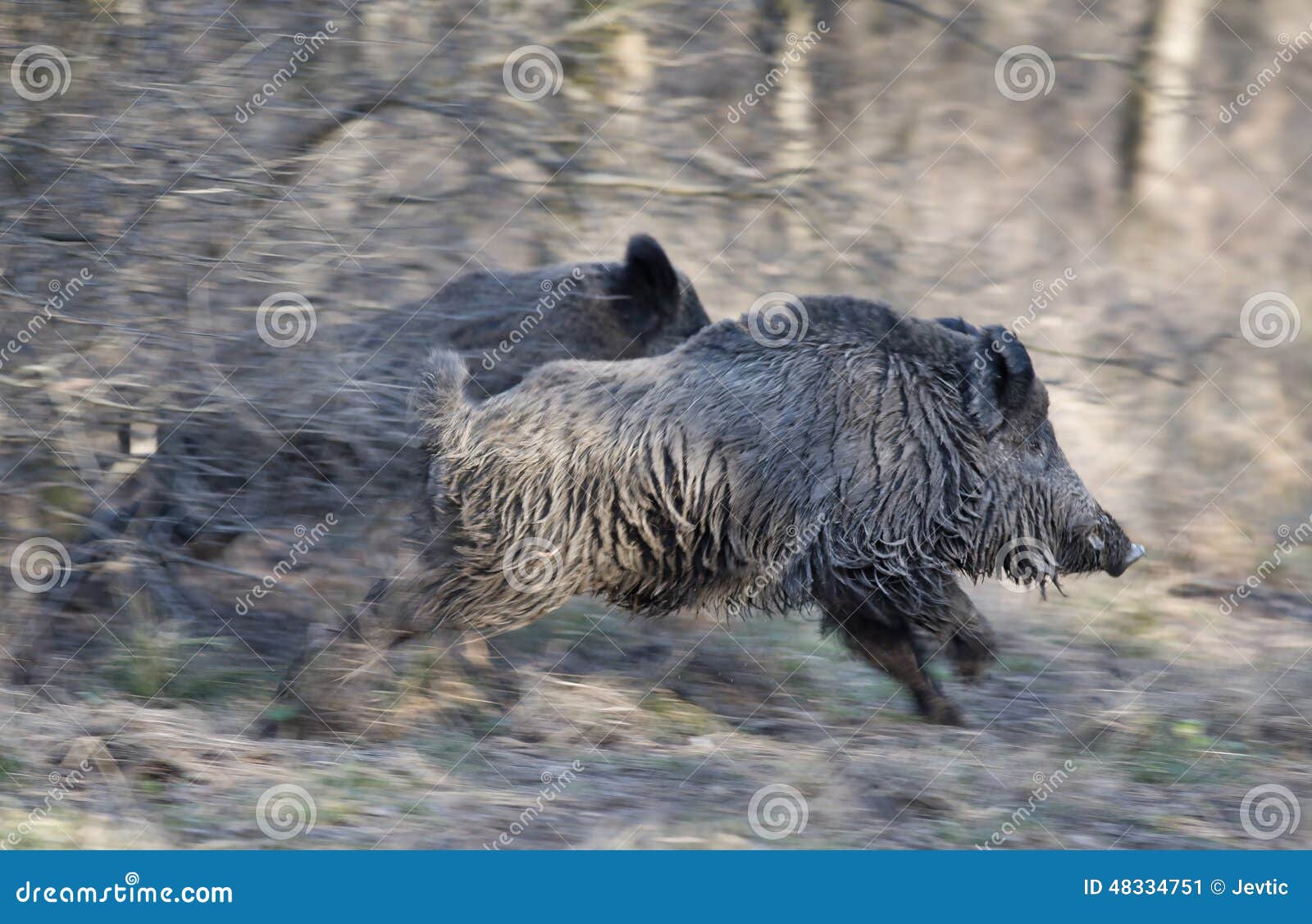 Wild boars running away stock image. Image of animals - 48334751