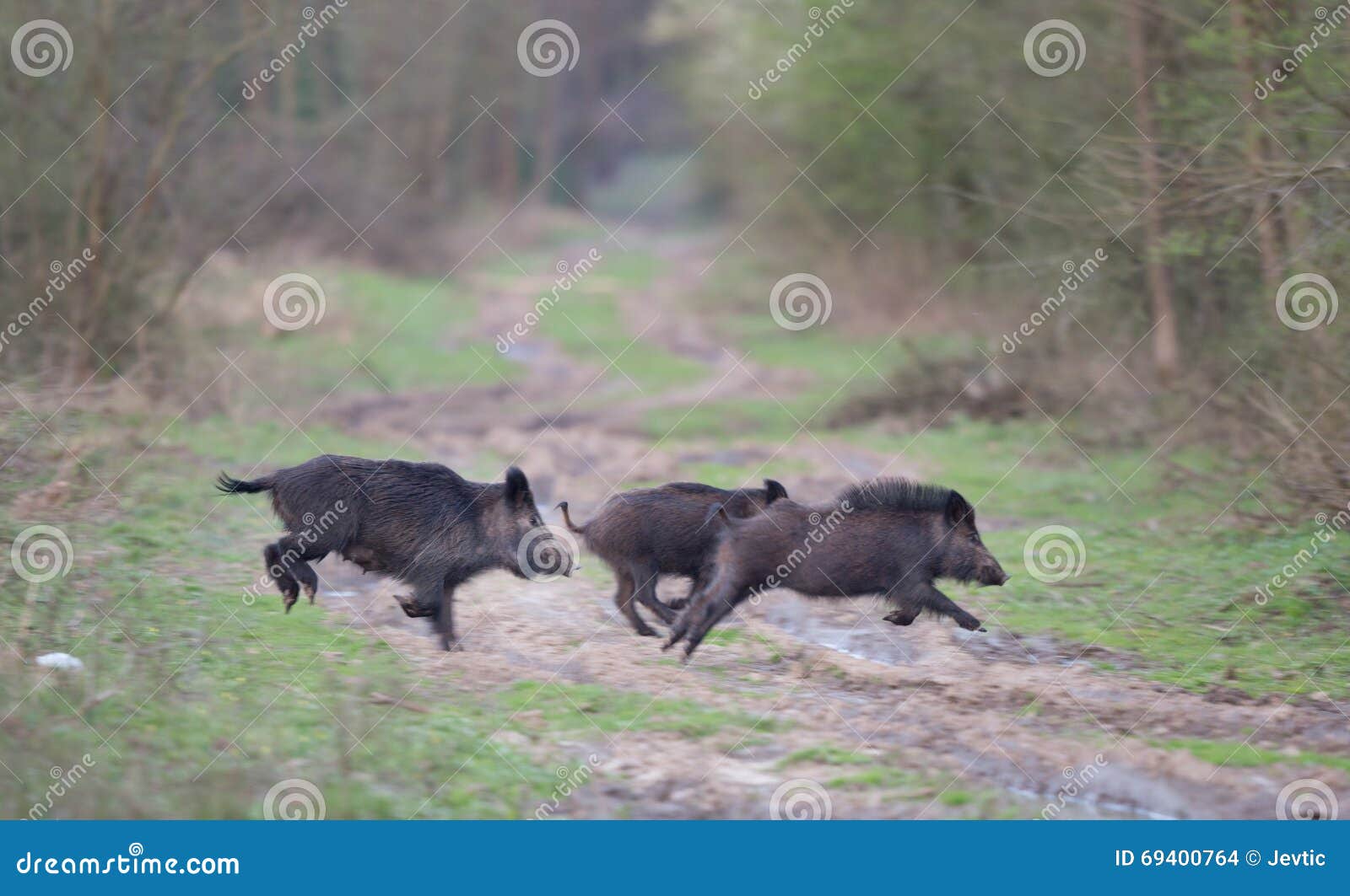 Wild boars running stock photo. Image of nature, ferus - 69400764