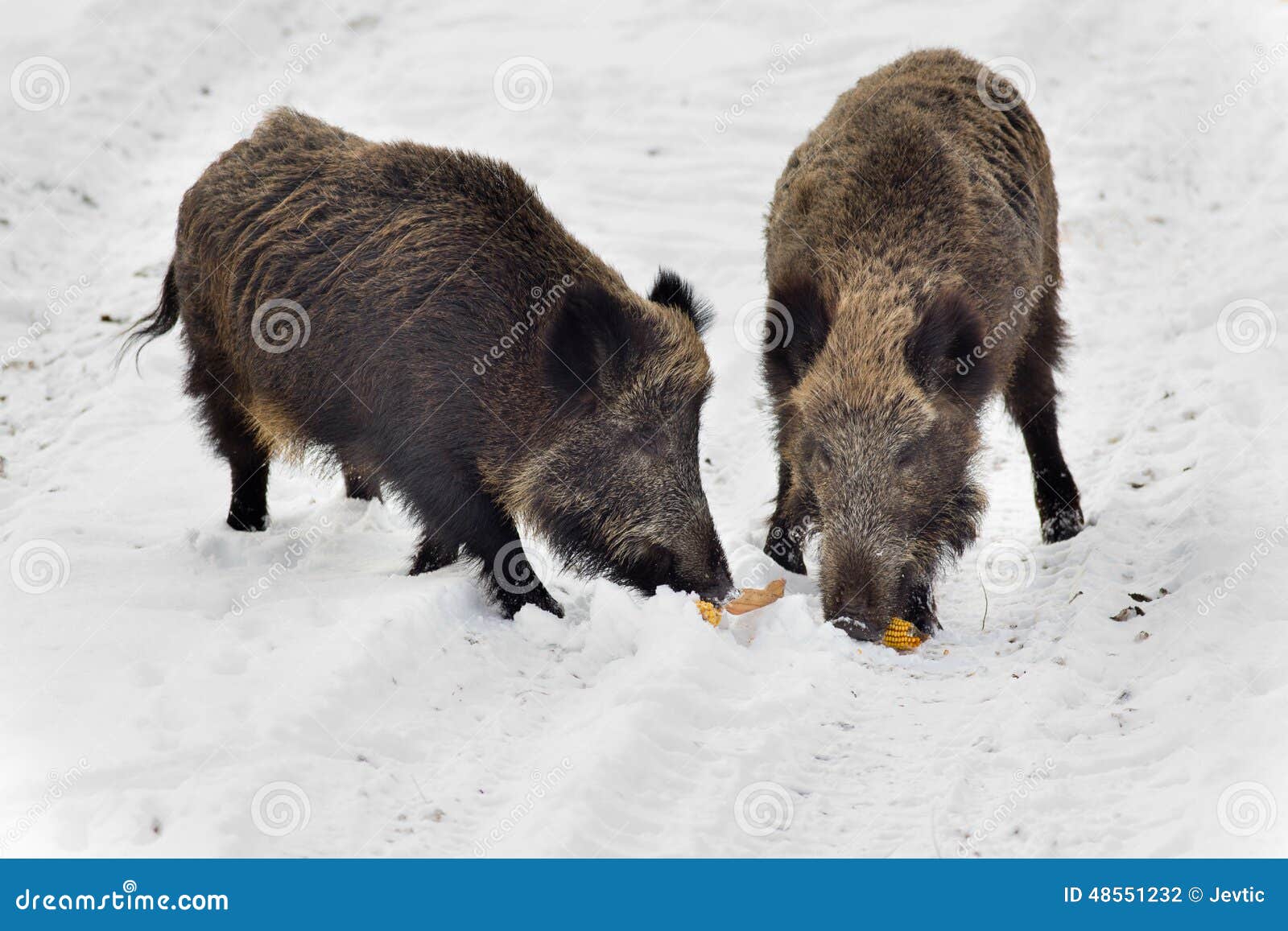Wild boars on snow stock photo. Image of winter, forest - 48551232