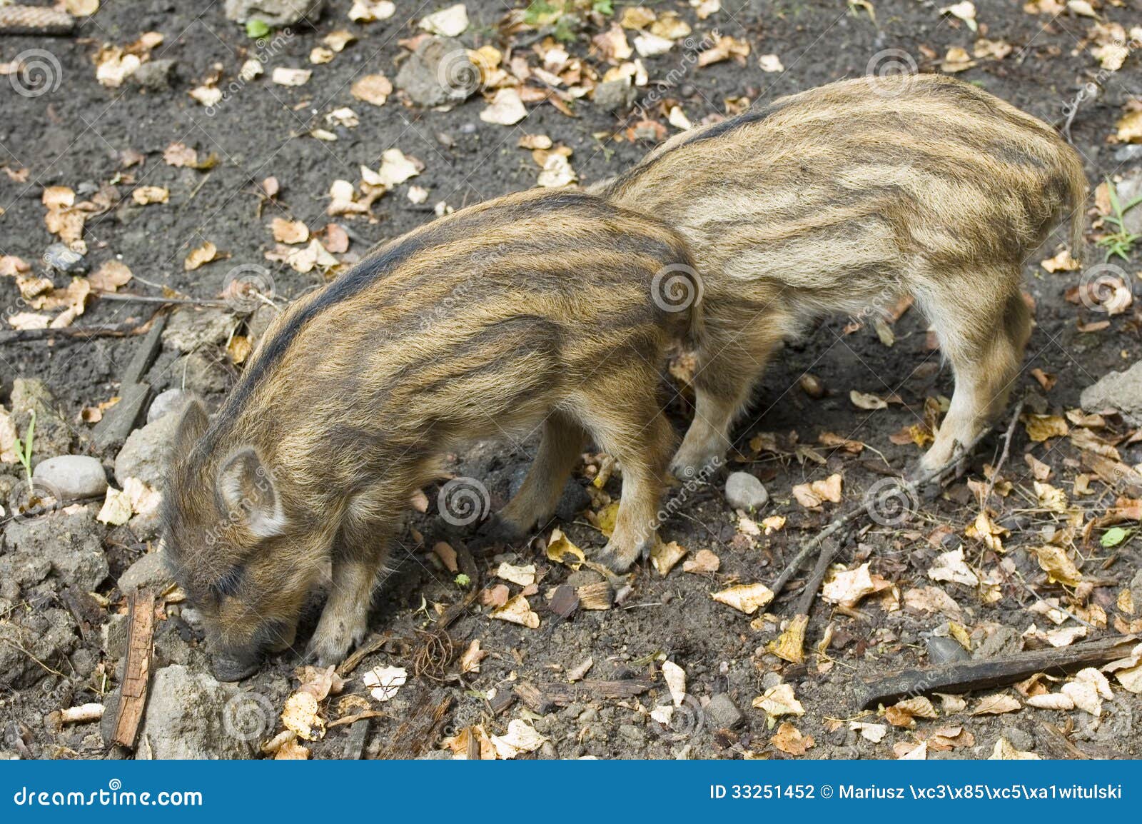 Wild boars stock photo. Image of hunt, omnivores, thicket - 33251452