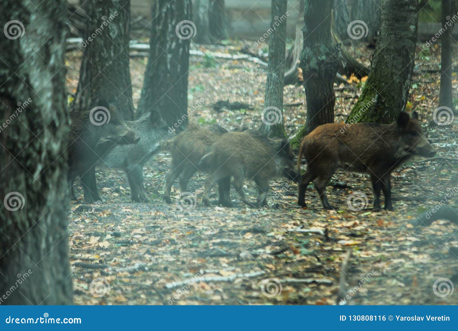 Wild Boars Walking through Grass and Pine Trees Stock Photo - Image of ...