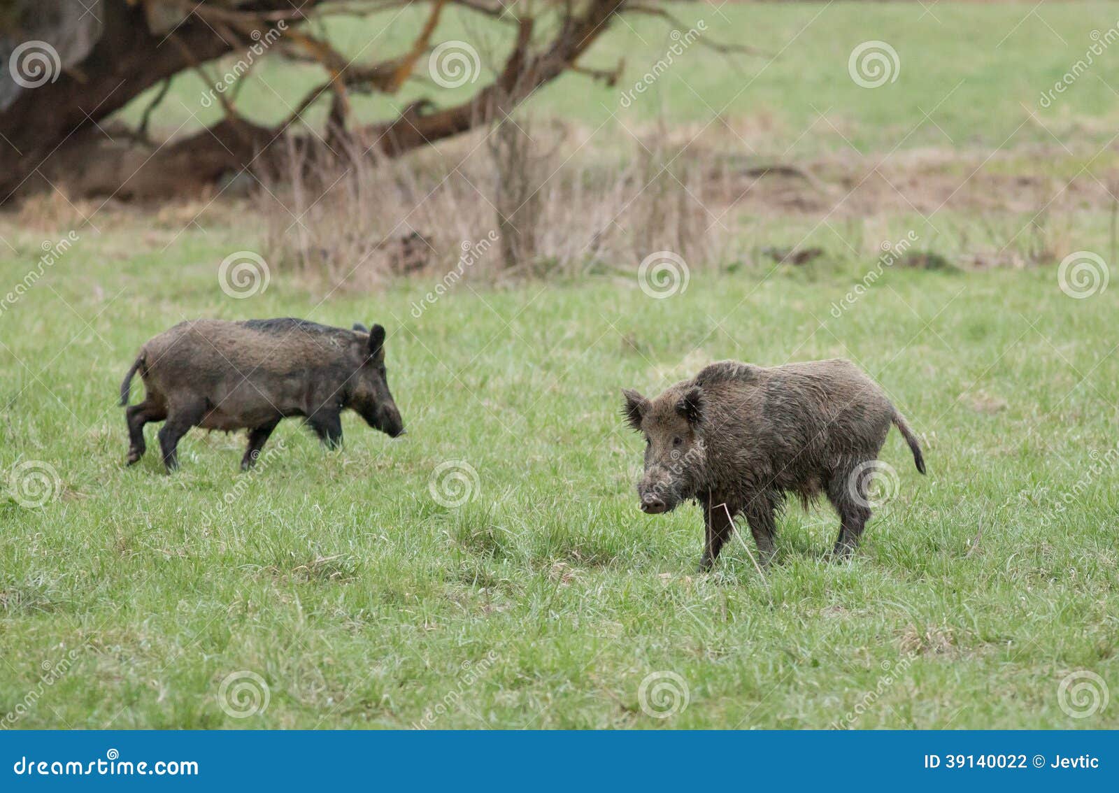 Wild boars walking stock photo. Image of boar, kitchen - 39140022