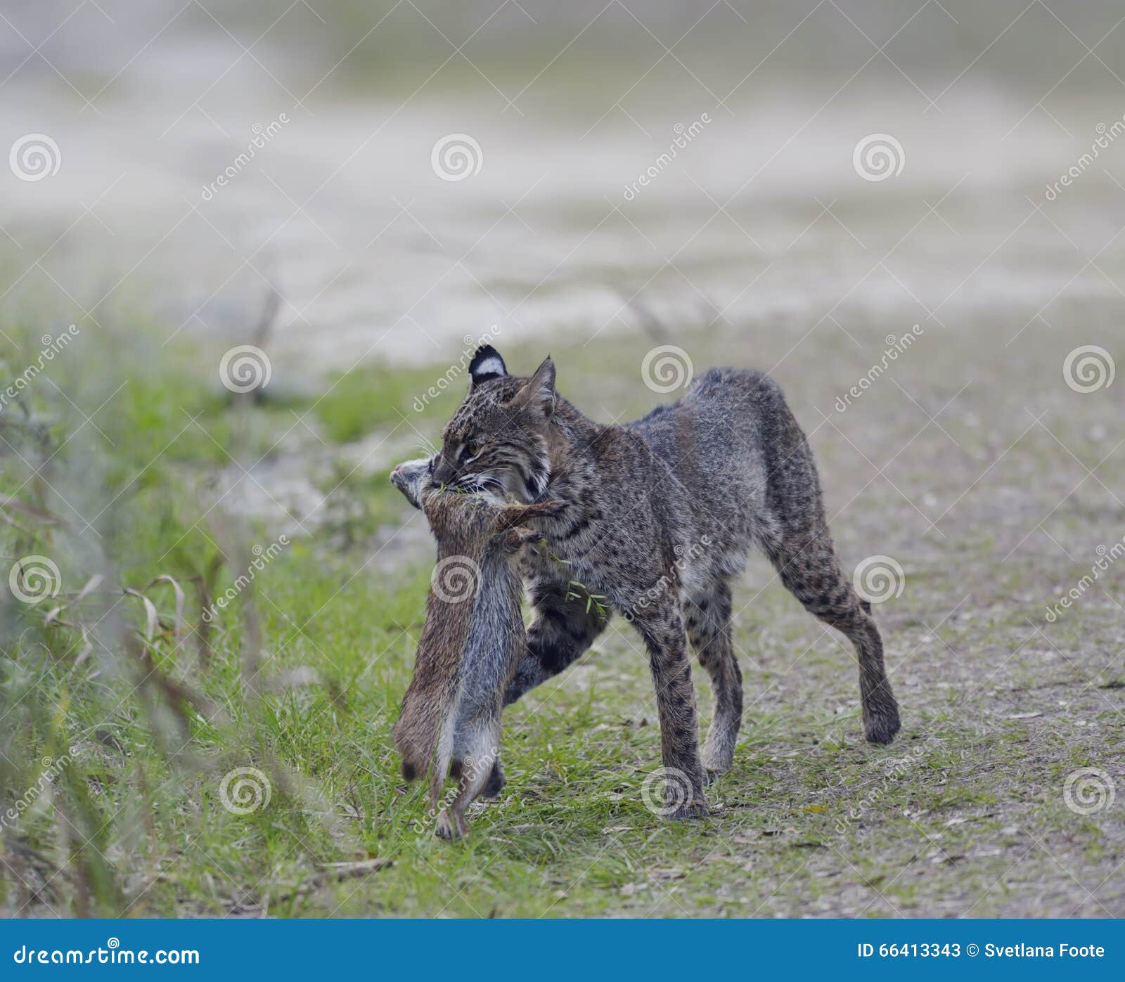 Wild Bobcat Hunting stock image. Image of prey, brown - 66413343