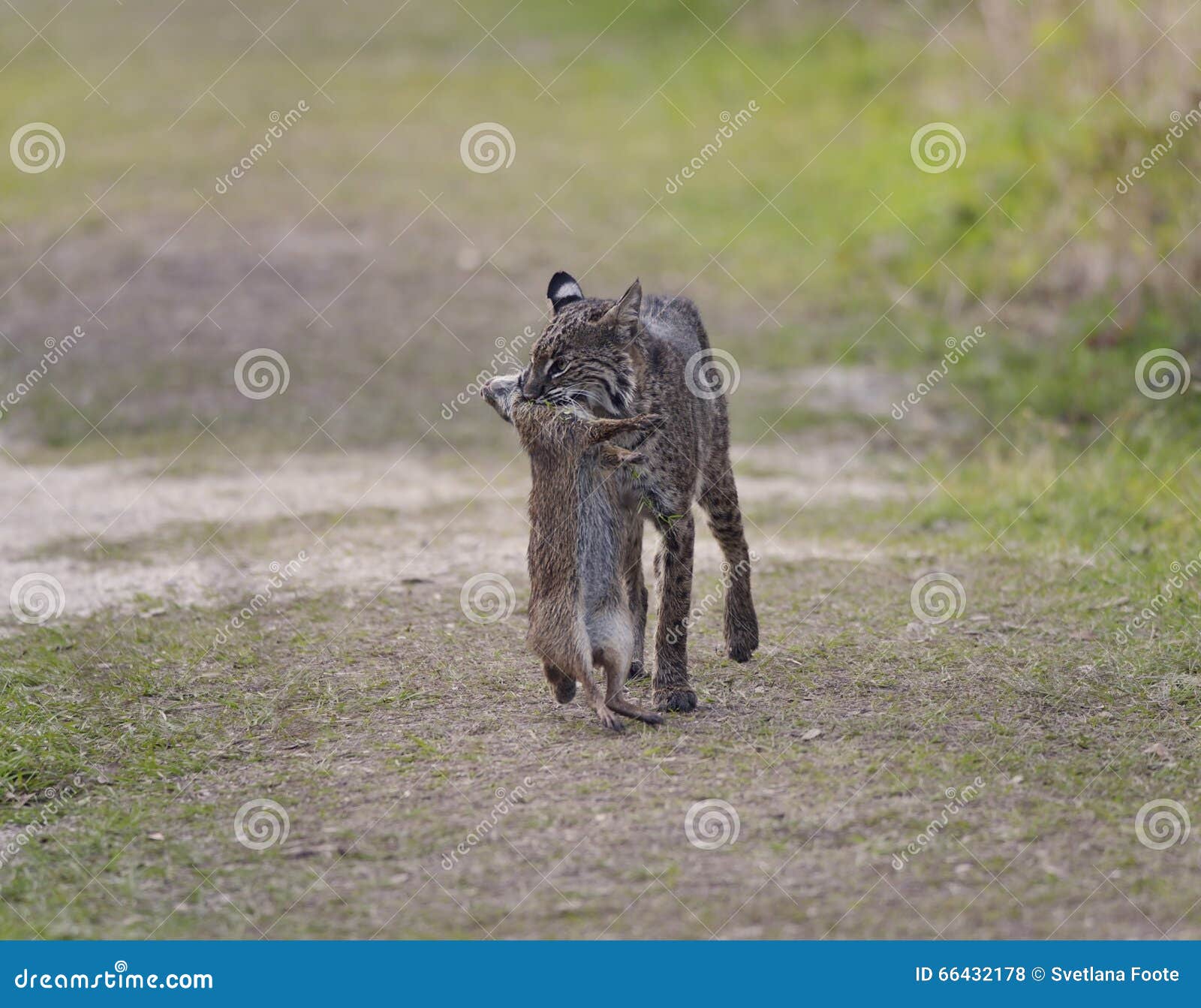 Wild Bobcat Hunting Stock Photo - Image: 66432178