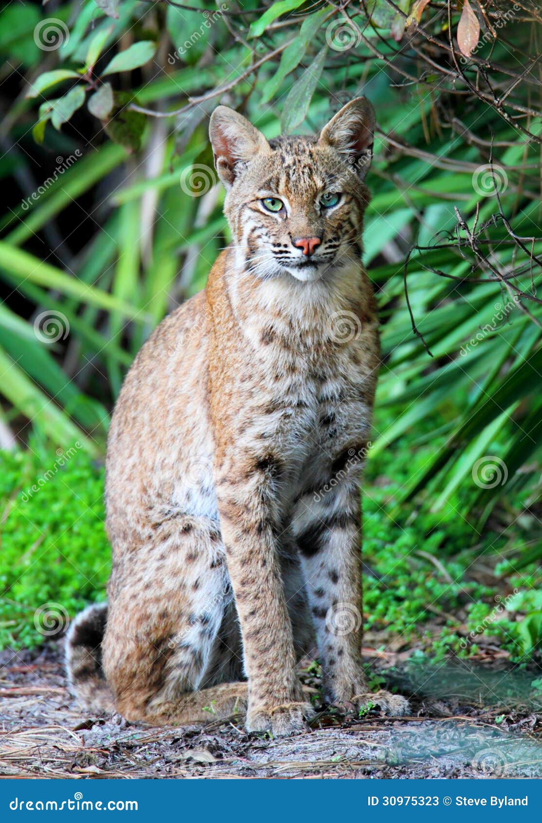 Wild Bobcat (Lynx rufus) stock image. Image of rufus - 30975323