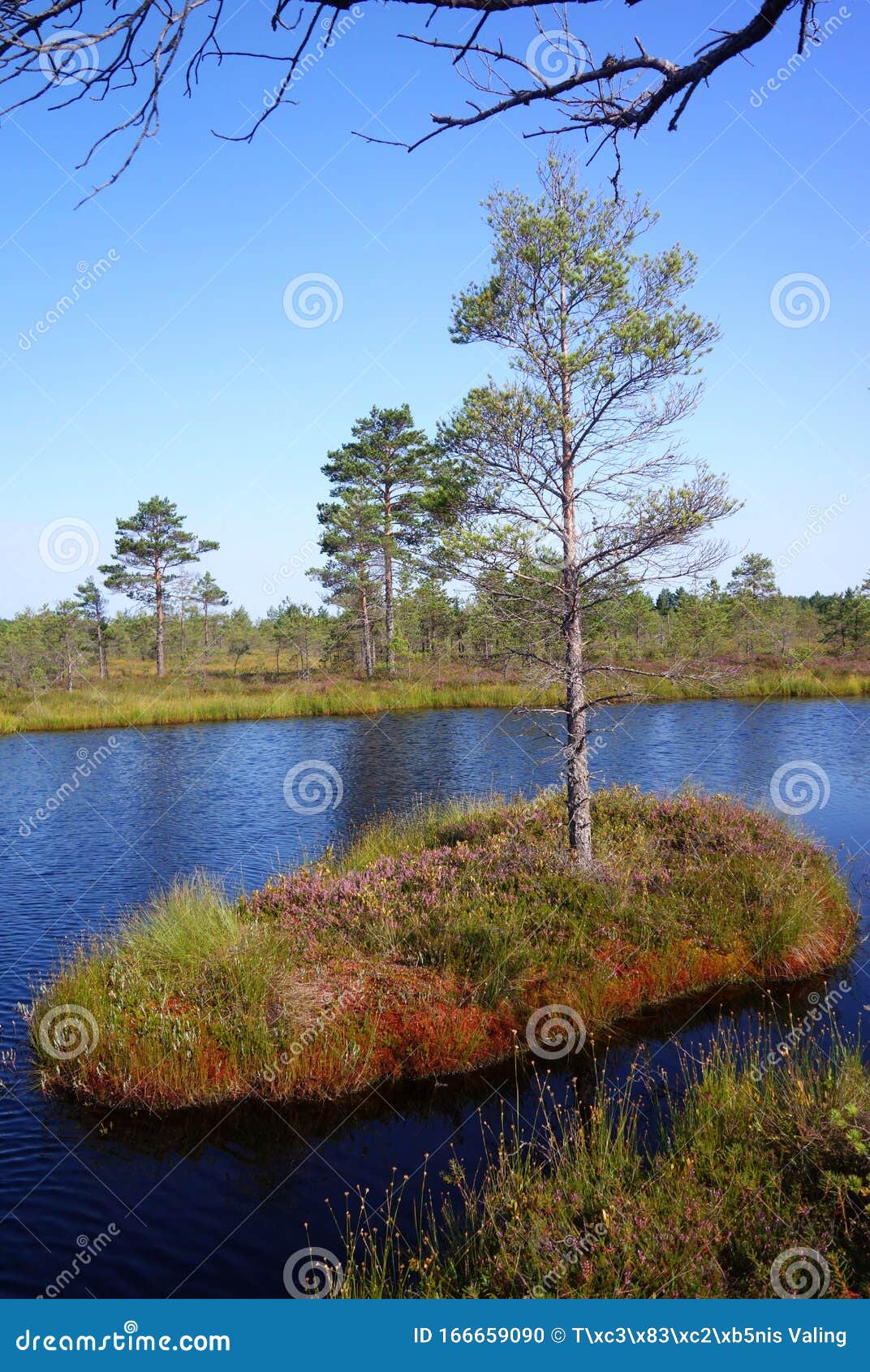Wild Bog Area in Estonia during Summer Stock Photo - Image of private ...