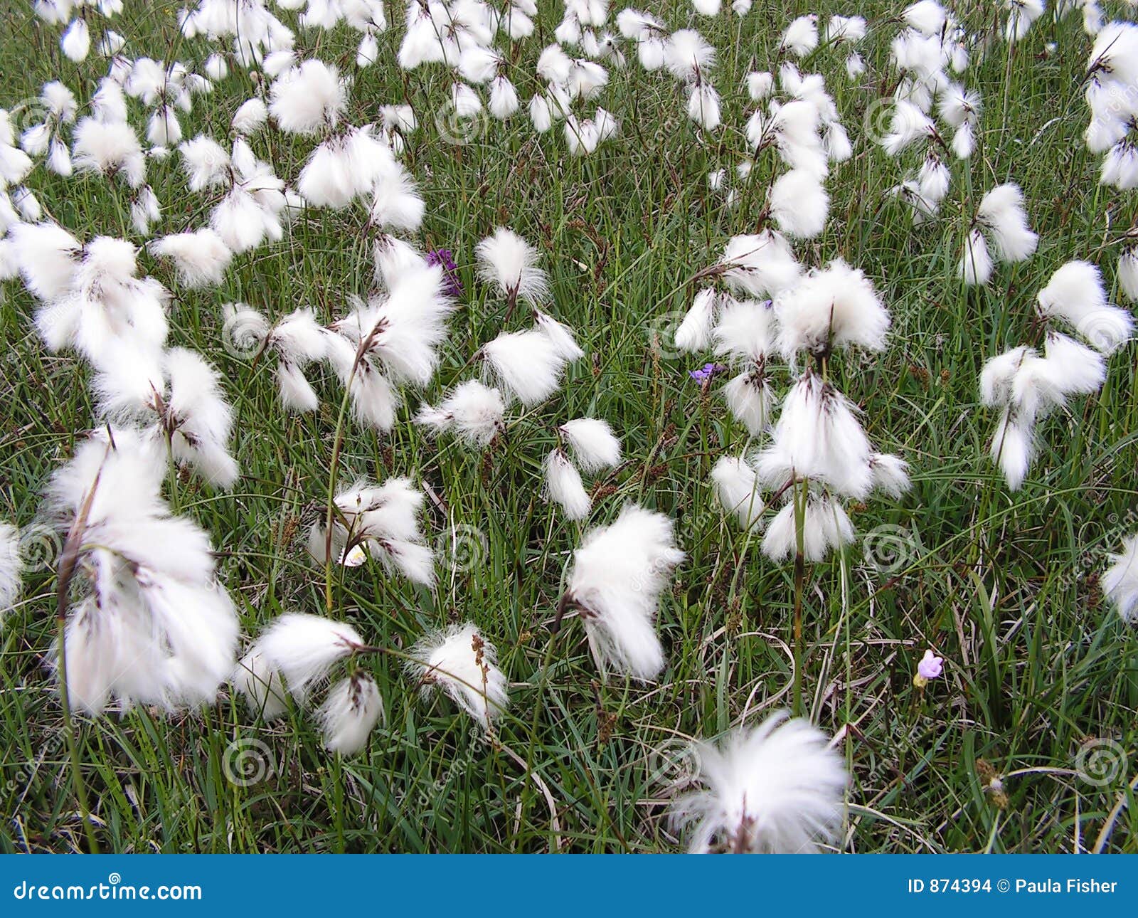 Wild Bog Cotton. stock photo. Image of wild, fibre, field - 874394