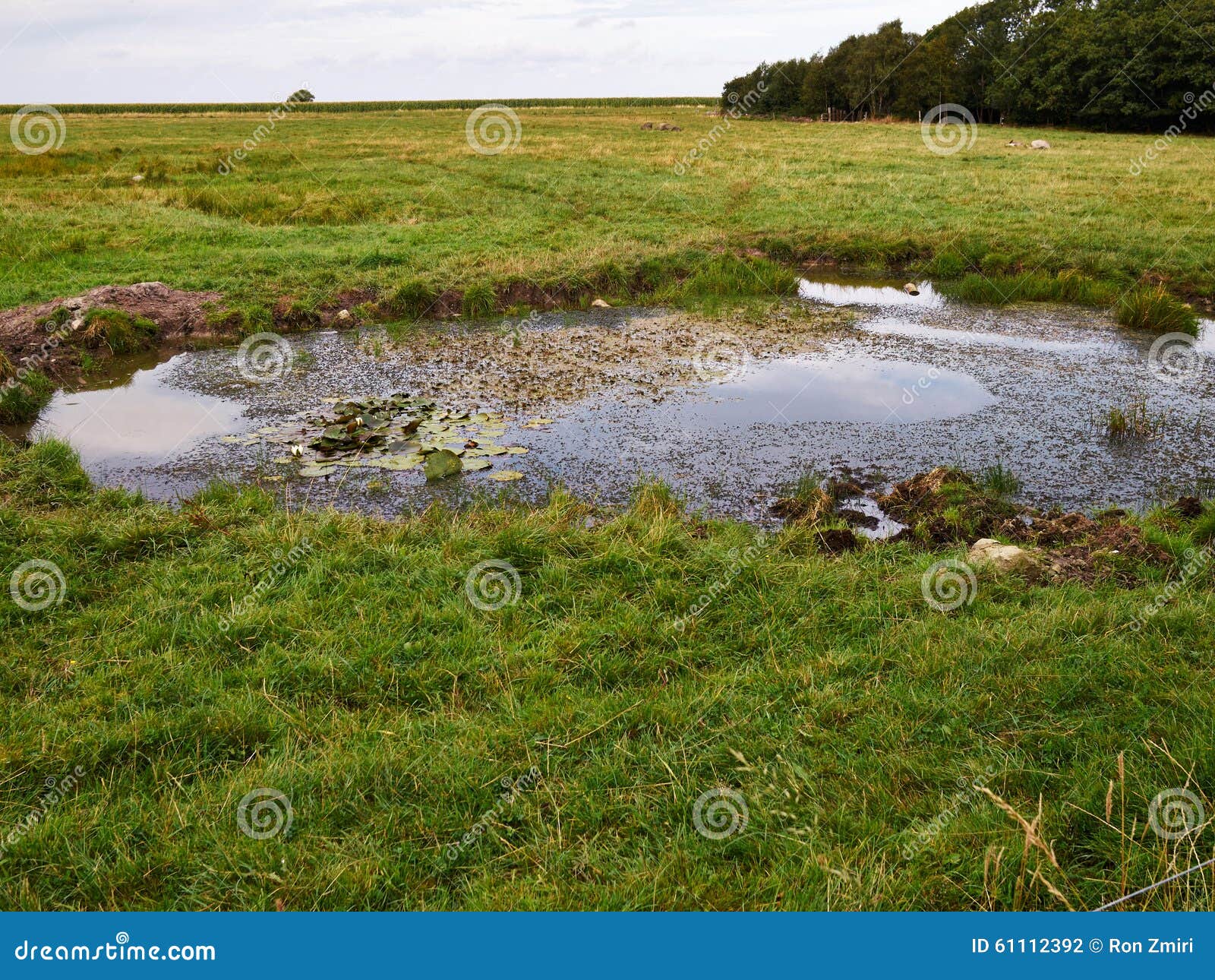 Wild Bog Swamp stock photo. Image of travel, water, landscape - 61112392