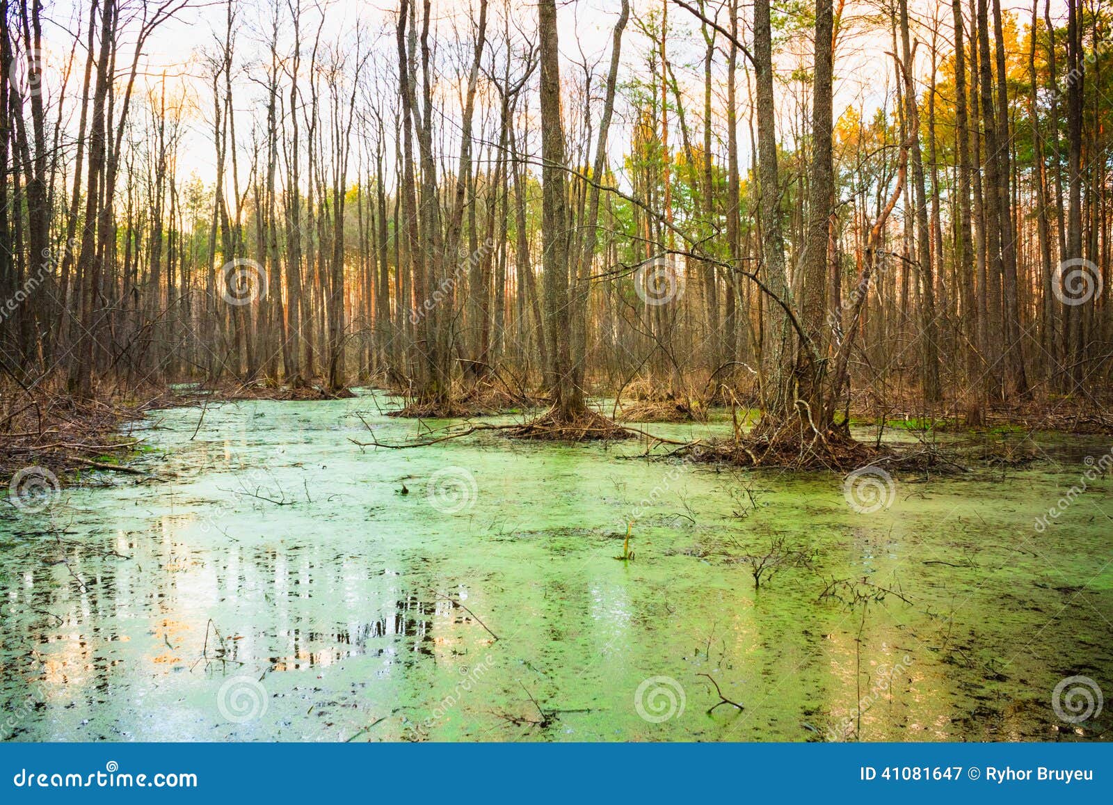 Wild Bog Swamp. stock image. Image of spring, landscape - 41081647