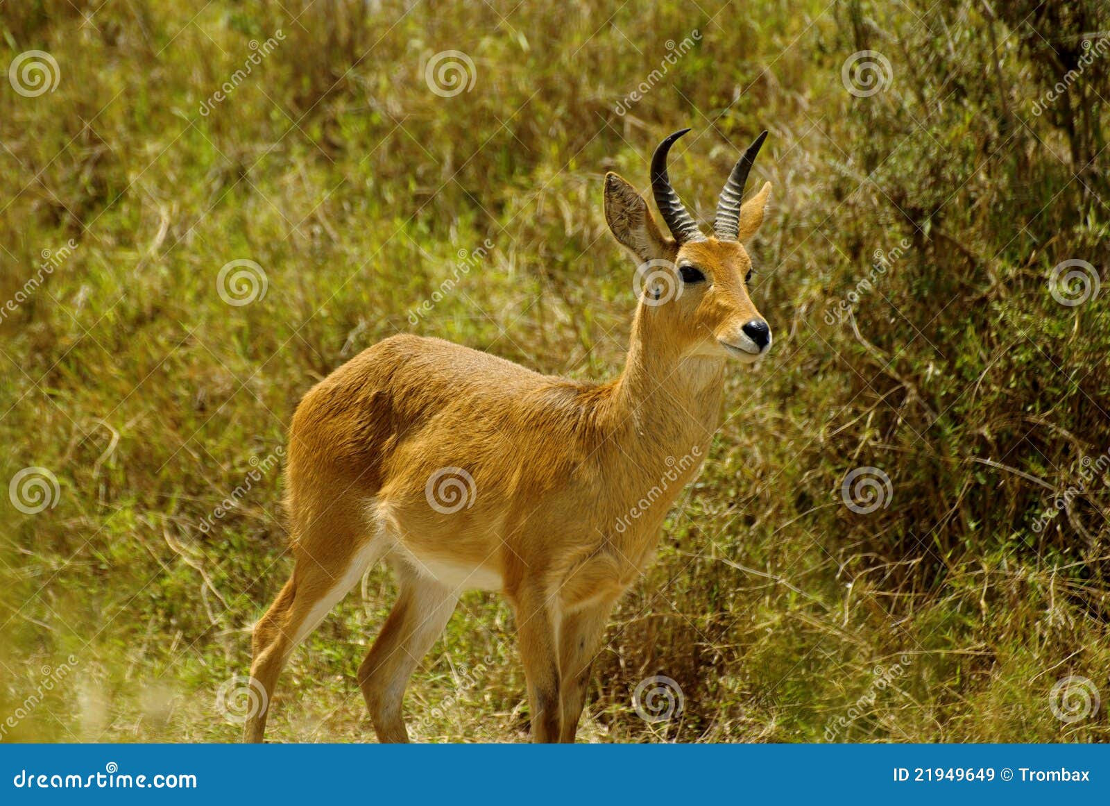 Wild Bohor reedbuck stock image. Image of bohor, hoofed - 21949649