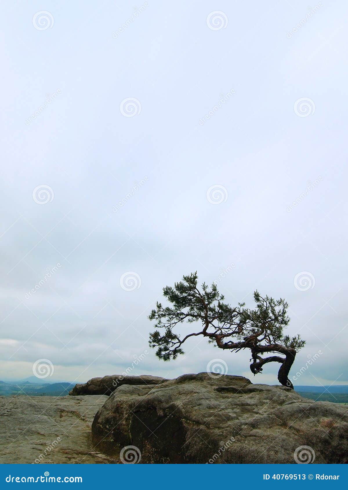 Wild Bonsai Pine Tree On Sandstone Rocky Cliff. Tourist Resort. Stock ...