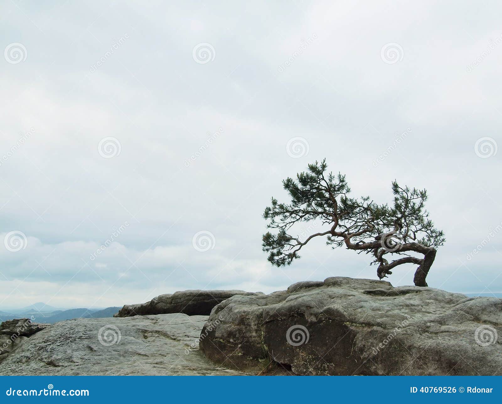 Wild Bonsai Pine Tree On Sandstone Rocky Cliff. Tourist Resort. Royalty ...