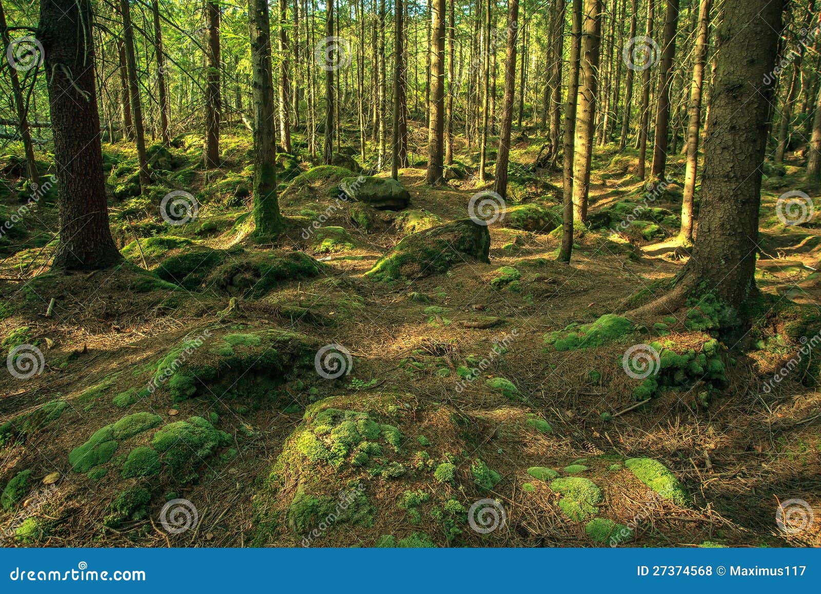 Wild bos stock foto. Image of zonnig, gebladerte, naughty - 27374568