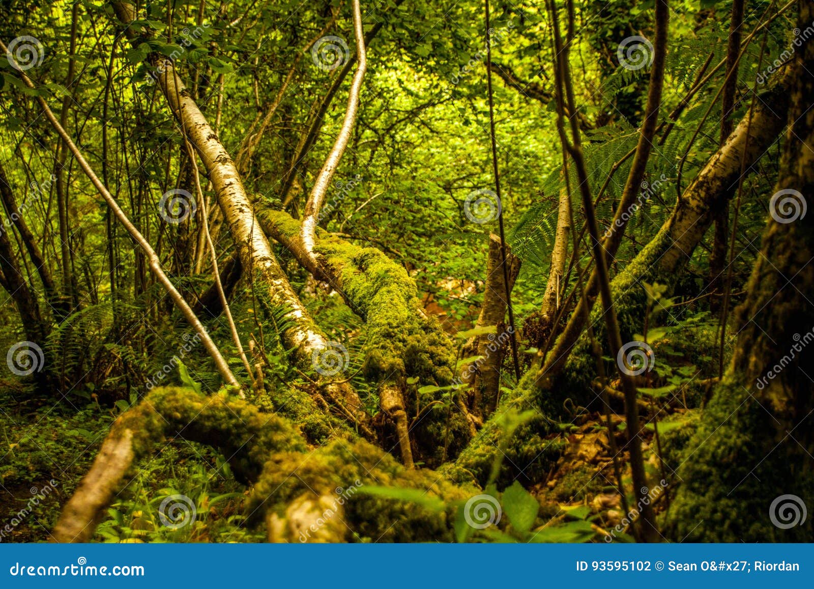 Wild bos stock foto. Image of bedreigend, wortels, hoeken - 93595102