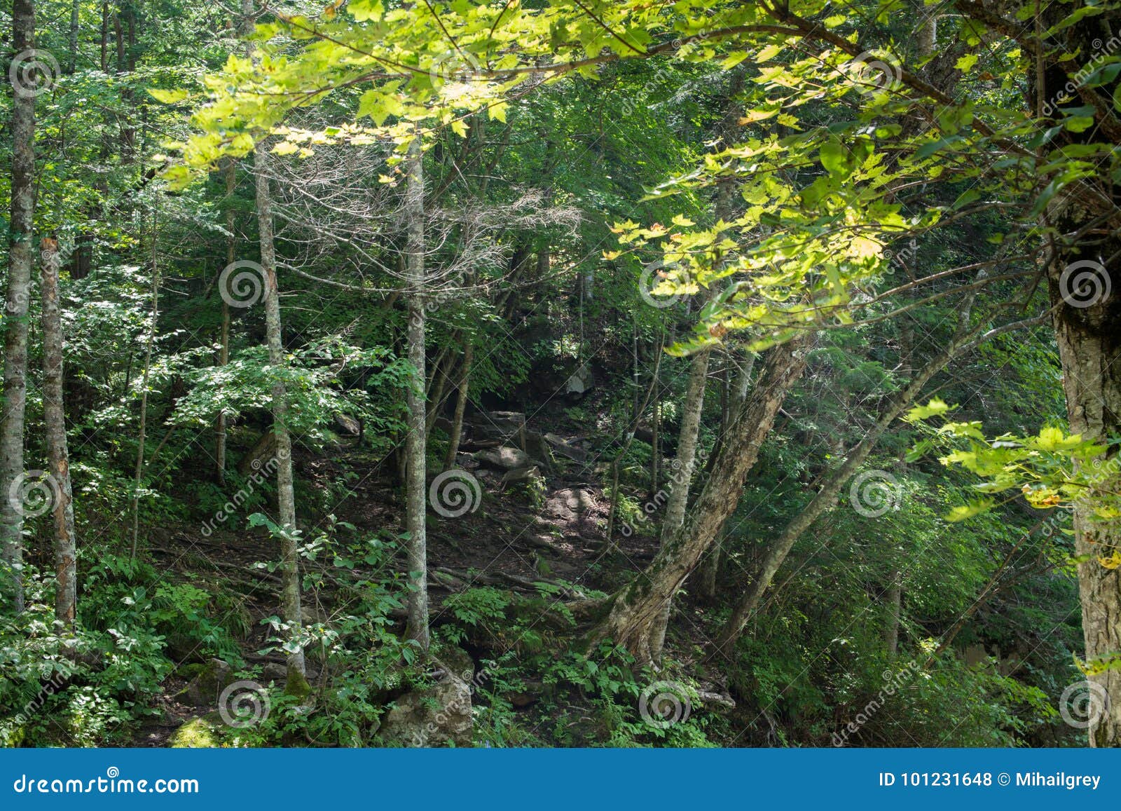 Wild bos met loofbomen stock foto. Image of landschap - 101231648