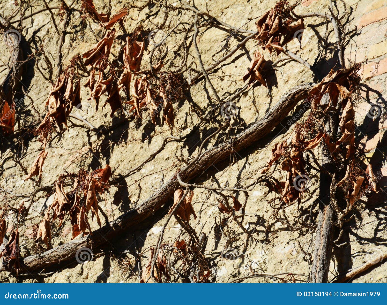 Wild branches, background stock photo. Image of plant - 83158194