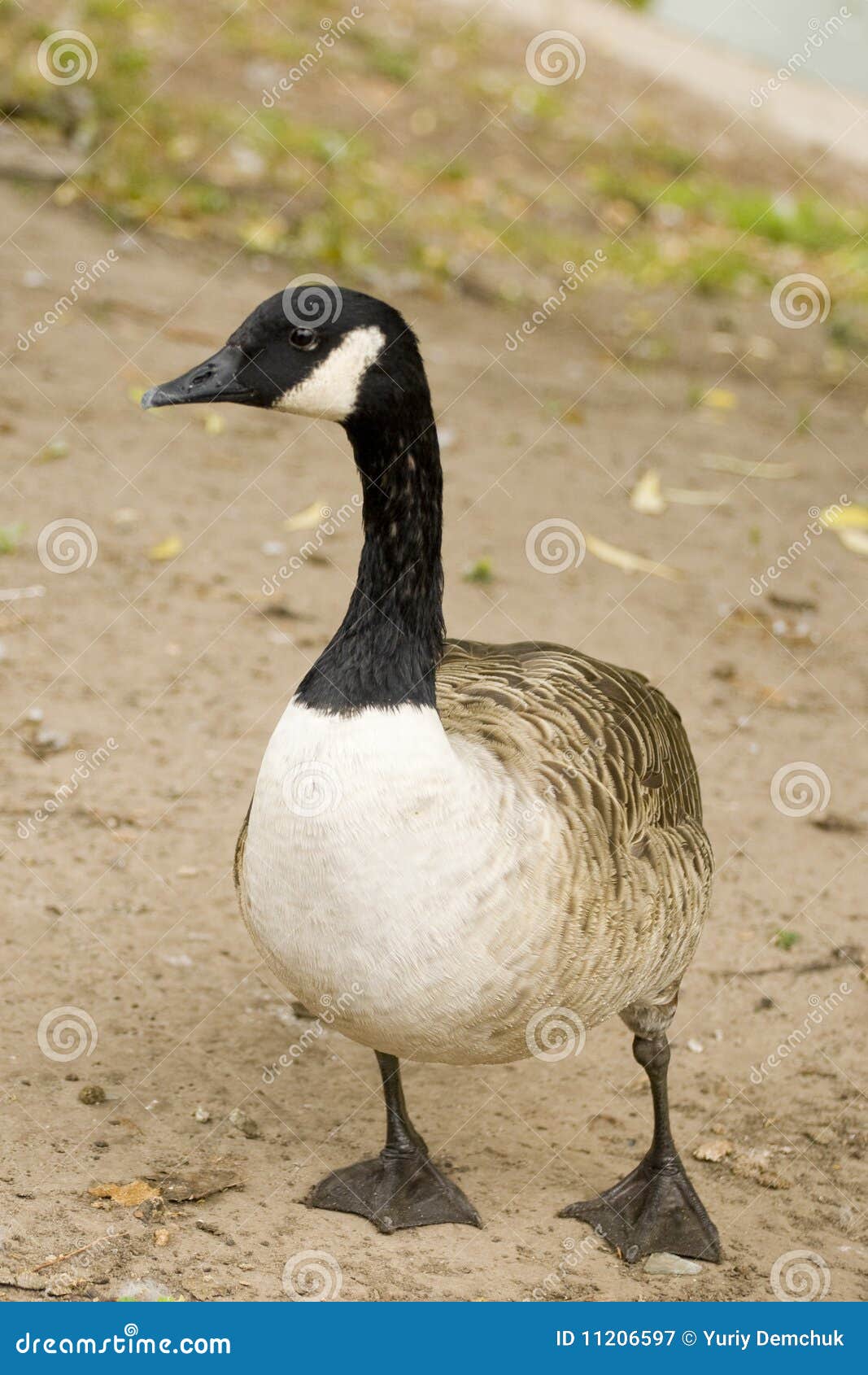 Wild brant bird waterfowl stock image. Image of looking - 11206597