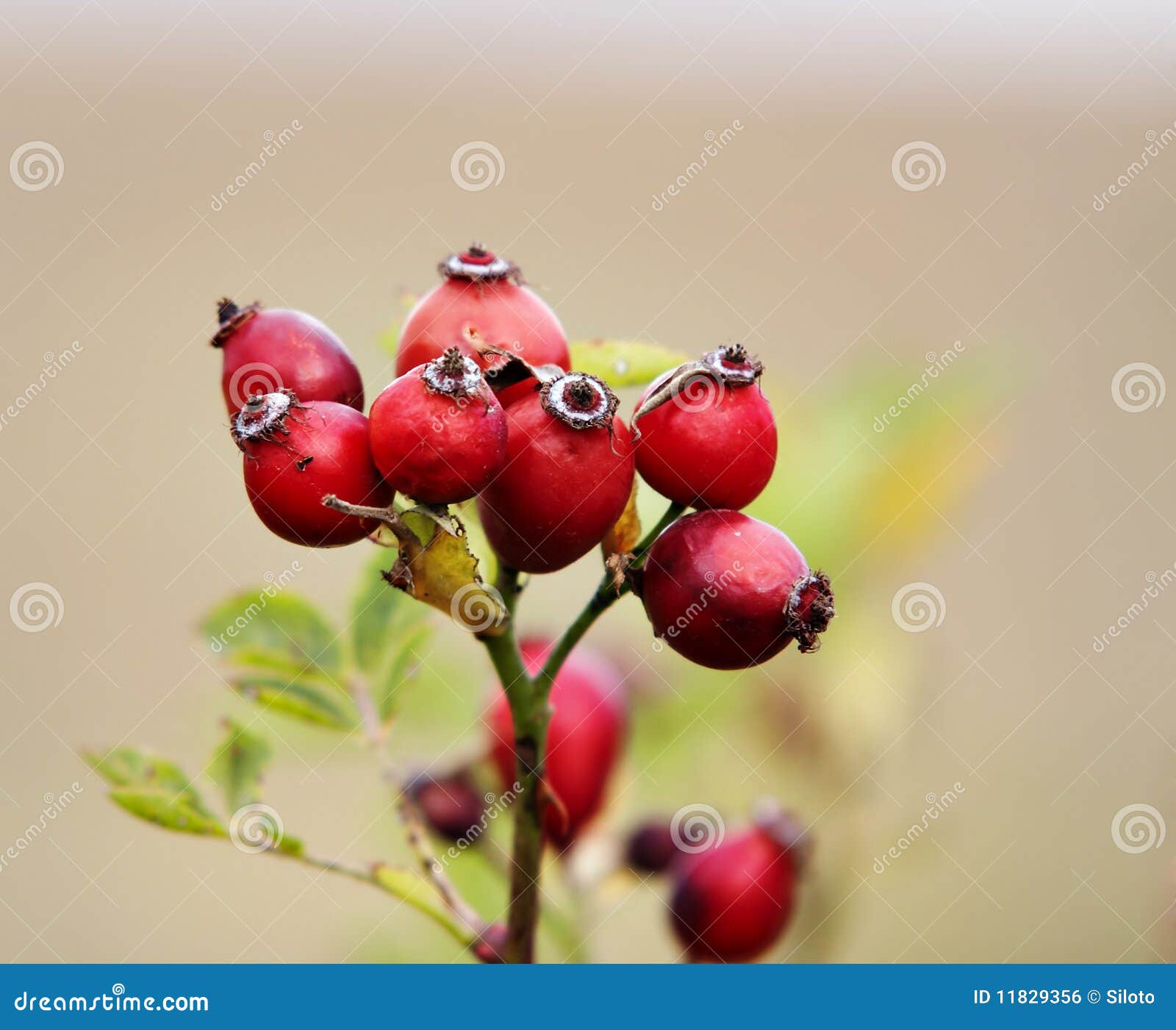 Wild brier stock photo. Image of brier, briar, plant - 11829356