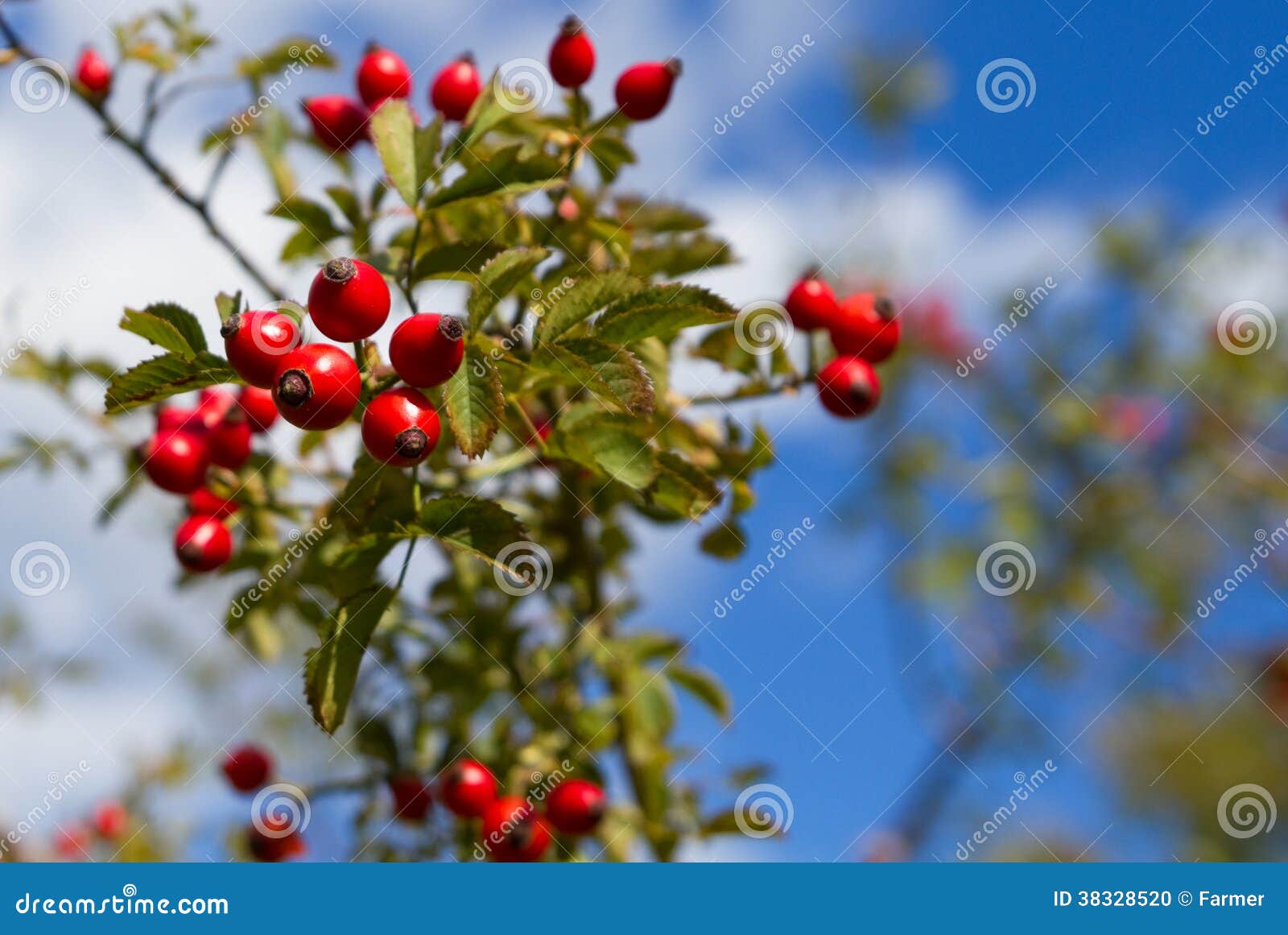 Wild brier stock photo. Image of gardening, herb, food - 38328520