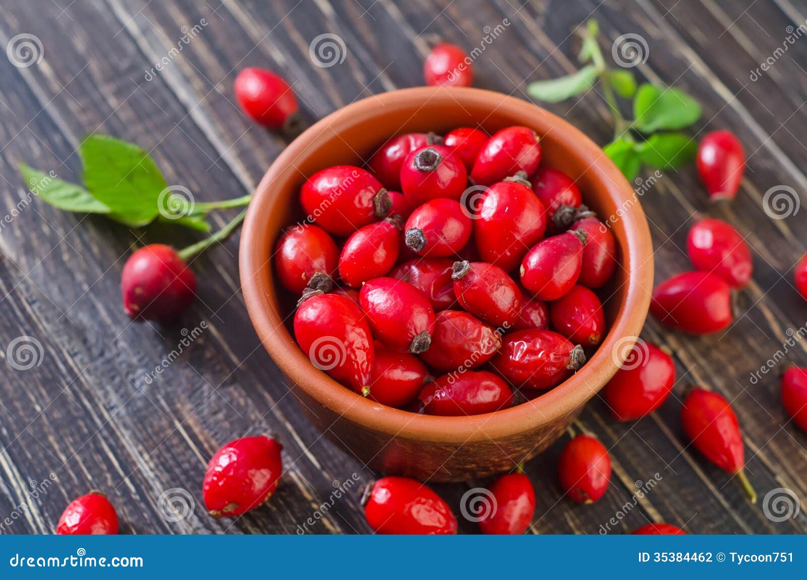 Wild-brier stock photo. Image of cankerrose, healthy - 35384462