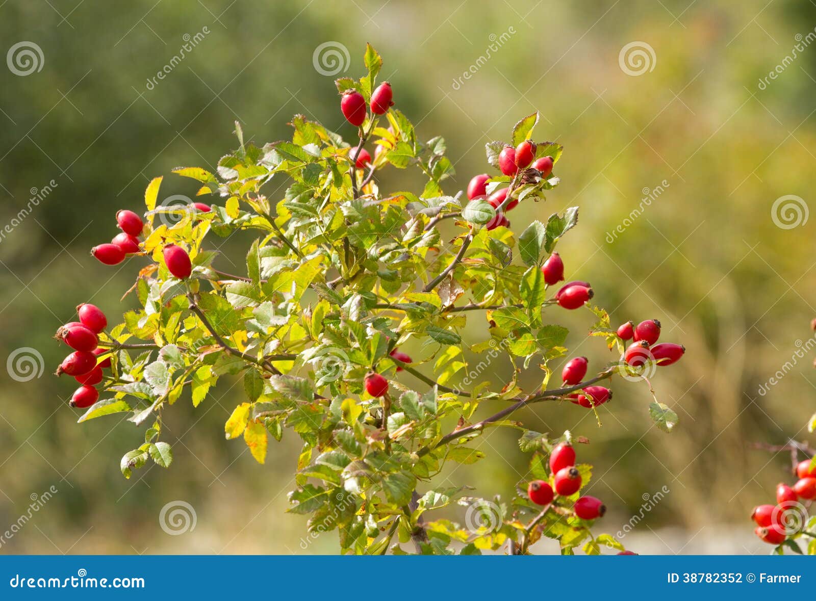Wild brier stock photo. Image of plant, detail, fresh - 38782352