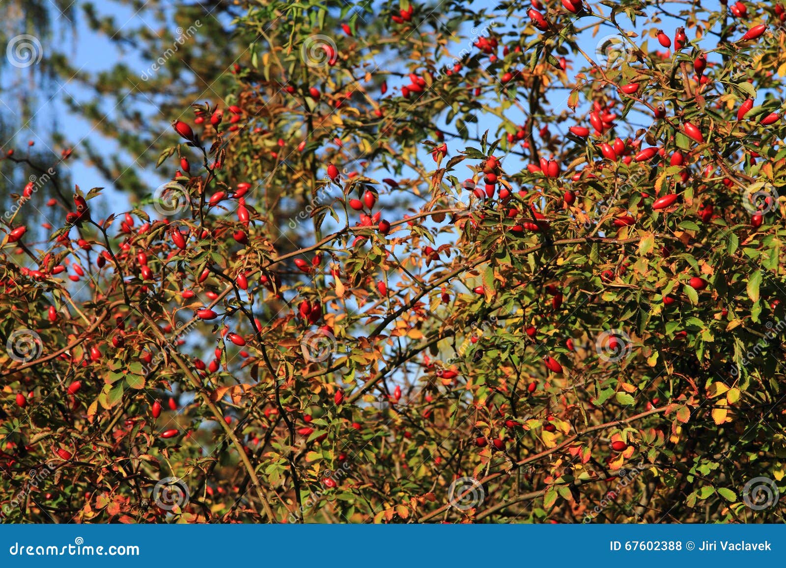 Wild brier plant stock photo. Image of plant, vitamin - 67602388