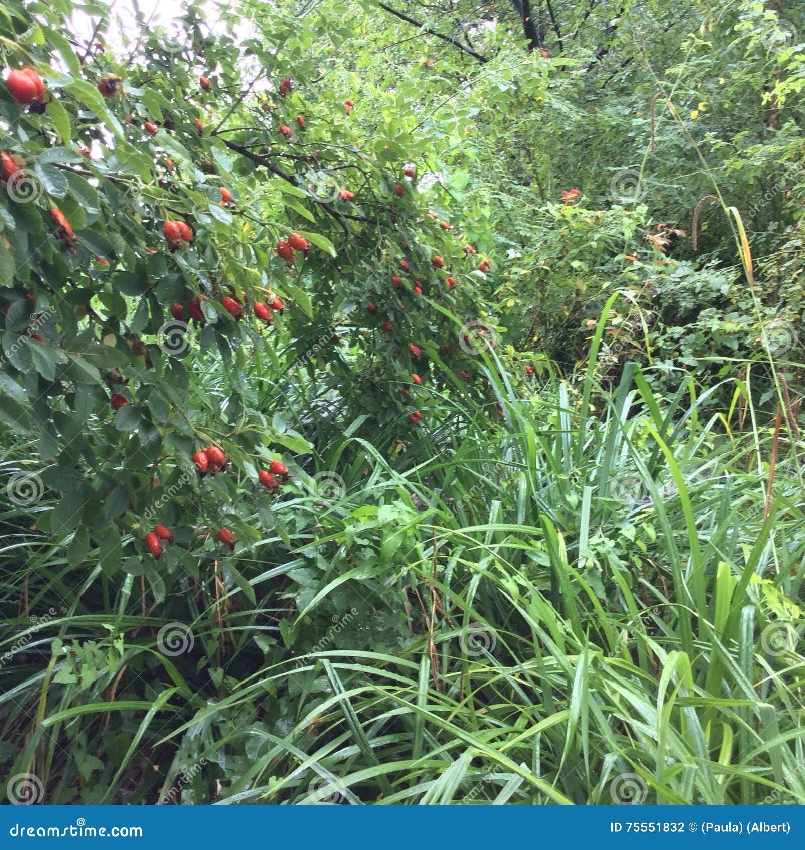 Wild Brier stock photo. Image of rosa, flower, brier - 75551832