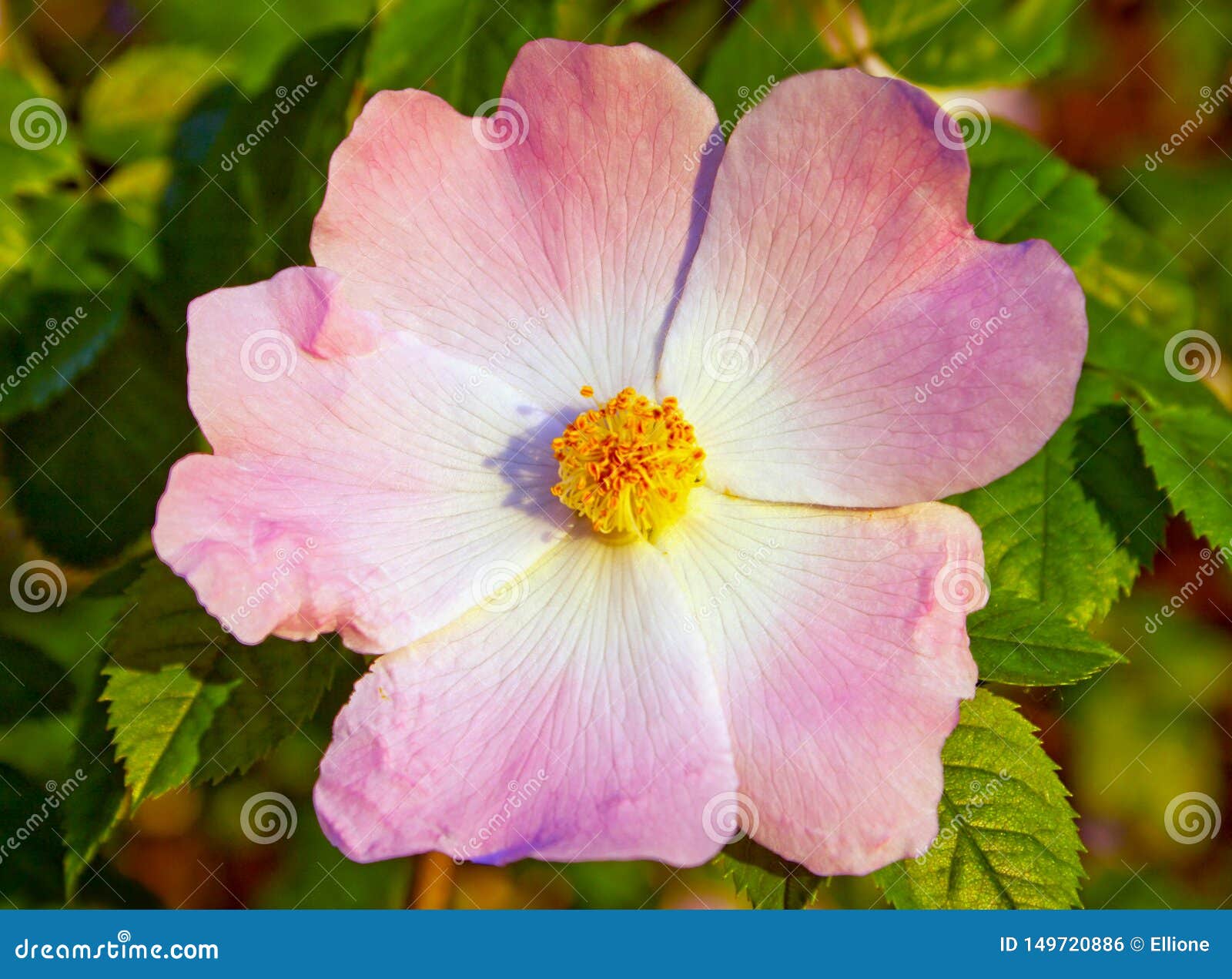 Wild-brier, single flower stock photo. Image of backdrop - 149720886