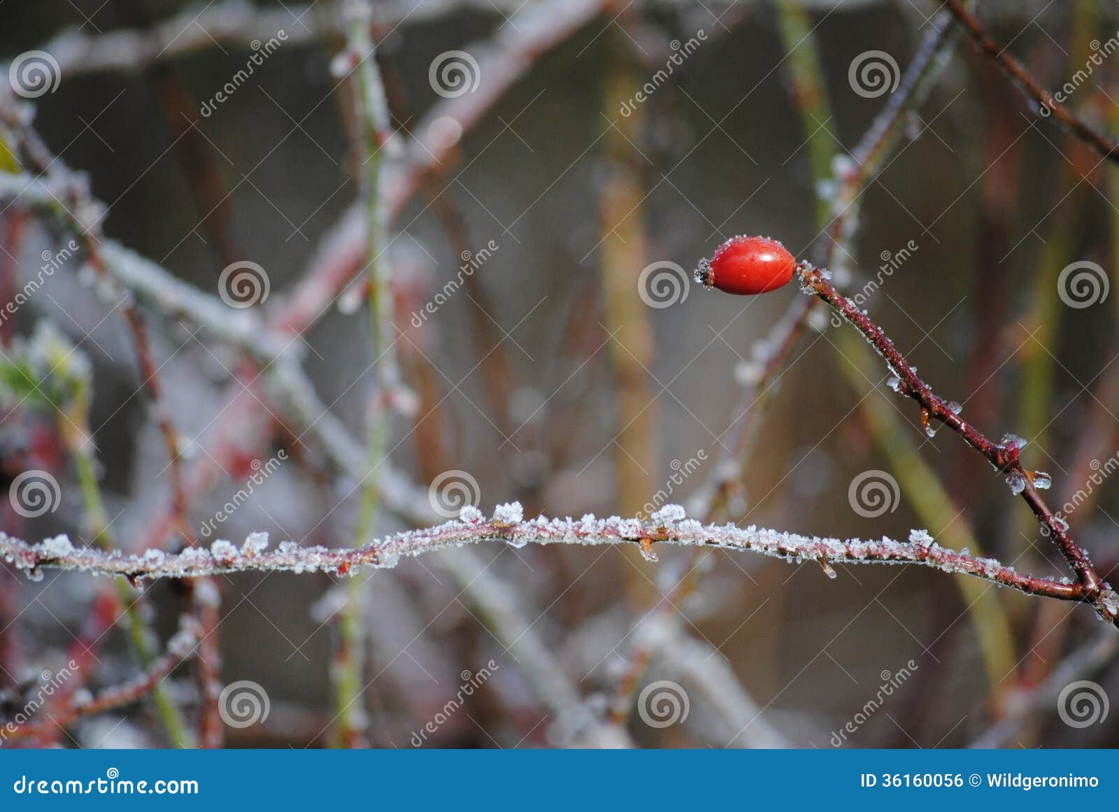 Wild brier stock photo. Image of shrub, nature, healthy - 36160056
