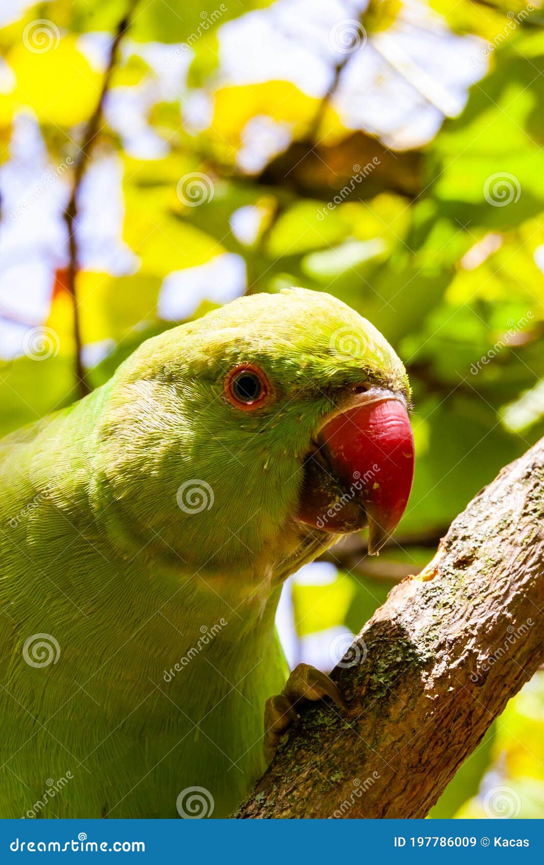 Wild British Green Parakeet Parrot Bird on the Tree in London Stock ...