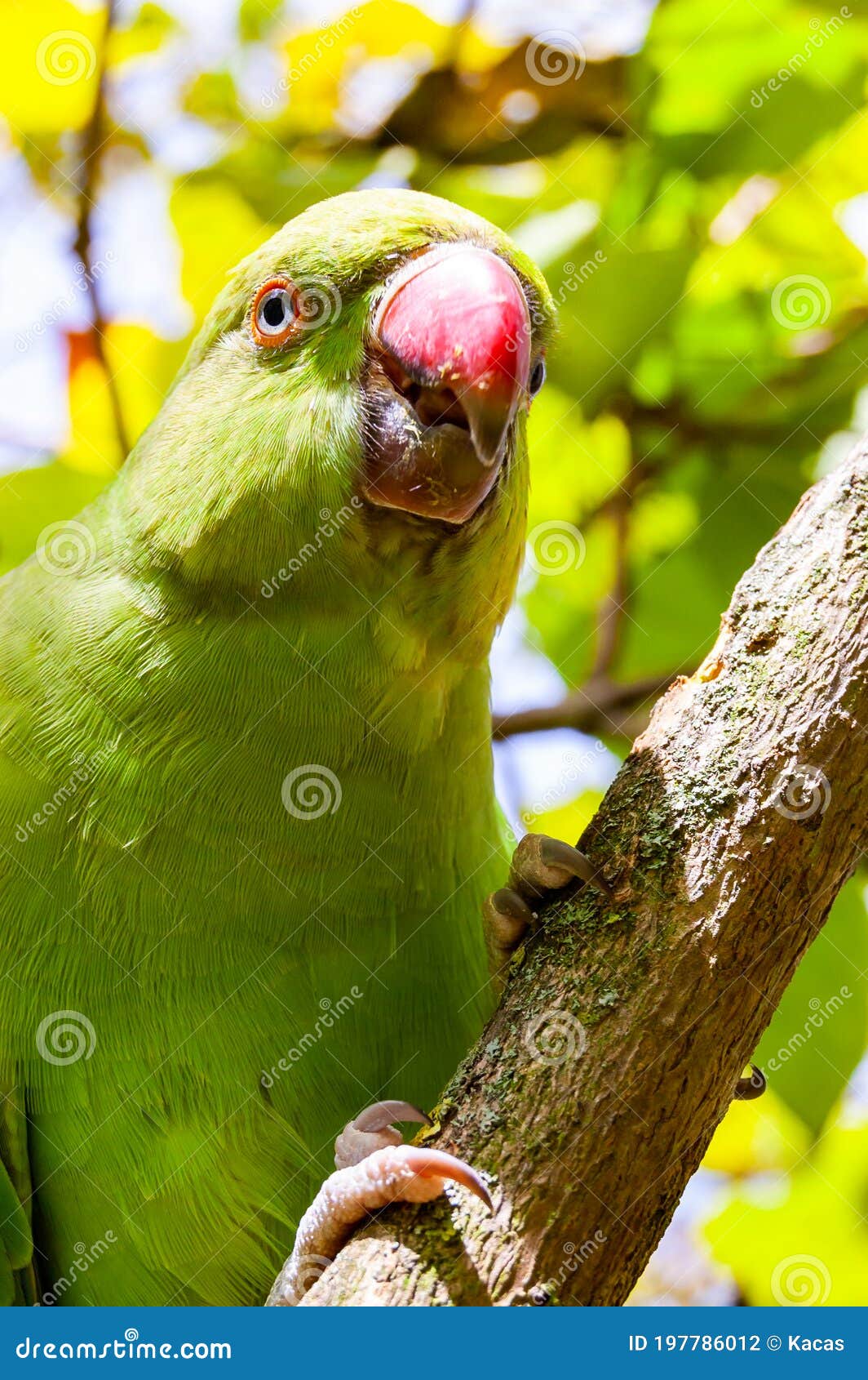 Wild British Green Parakeet Parrot Bird on the Tree in London Stock ...
